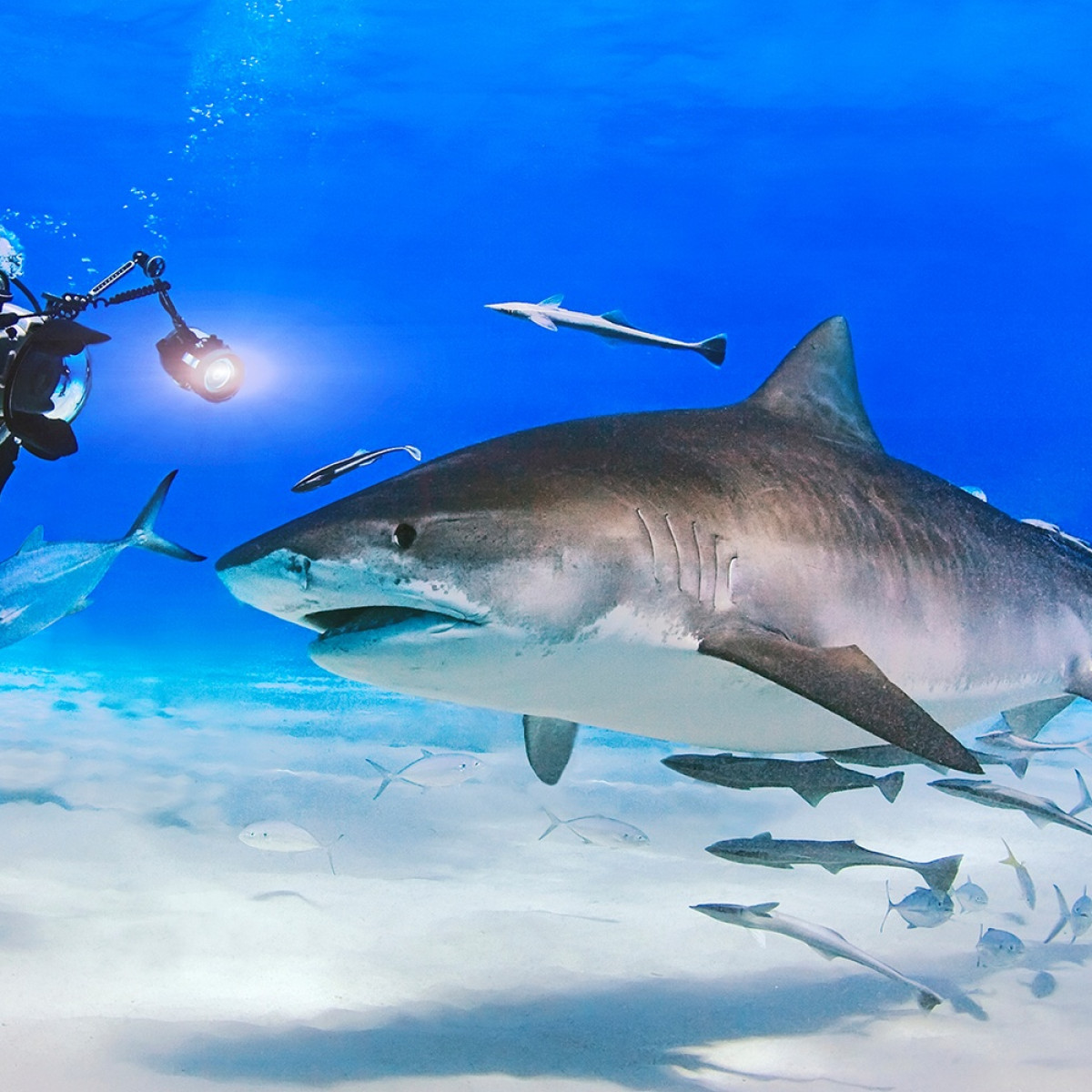 National Geographic Live - Coral Kingdom and Empires of Ice | Loop Chicago